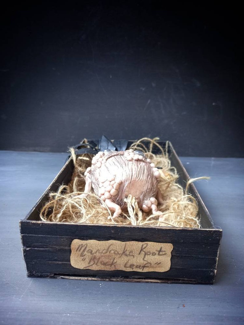 Mandrakes Plant Mandragora Poison Plants Spooky Garden - Etsy