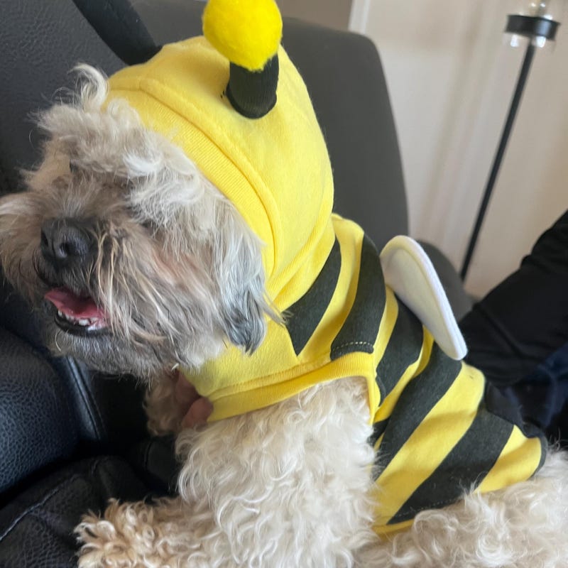 Large Dog Bee Halloween Costume - Etsy