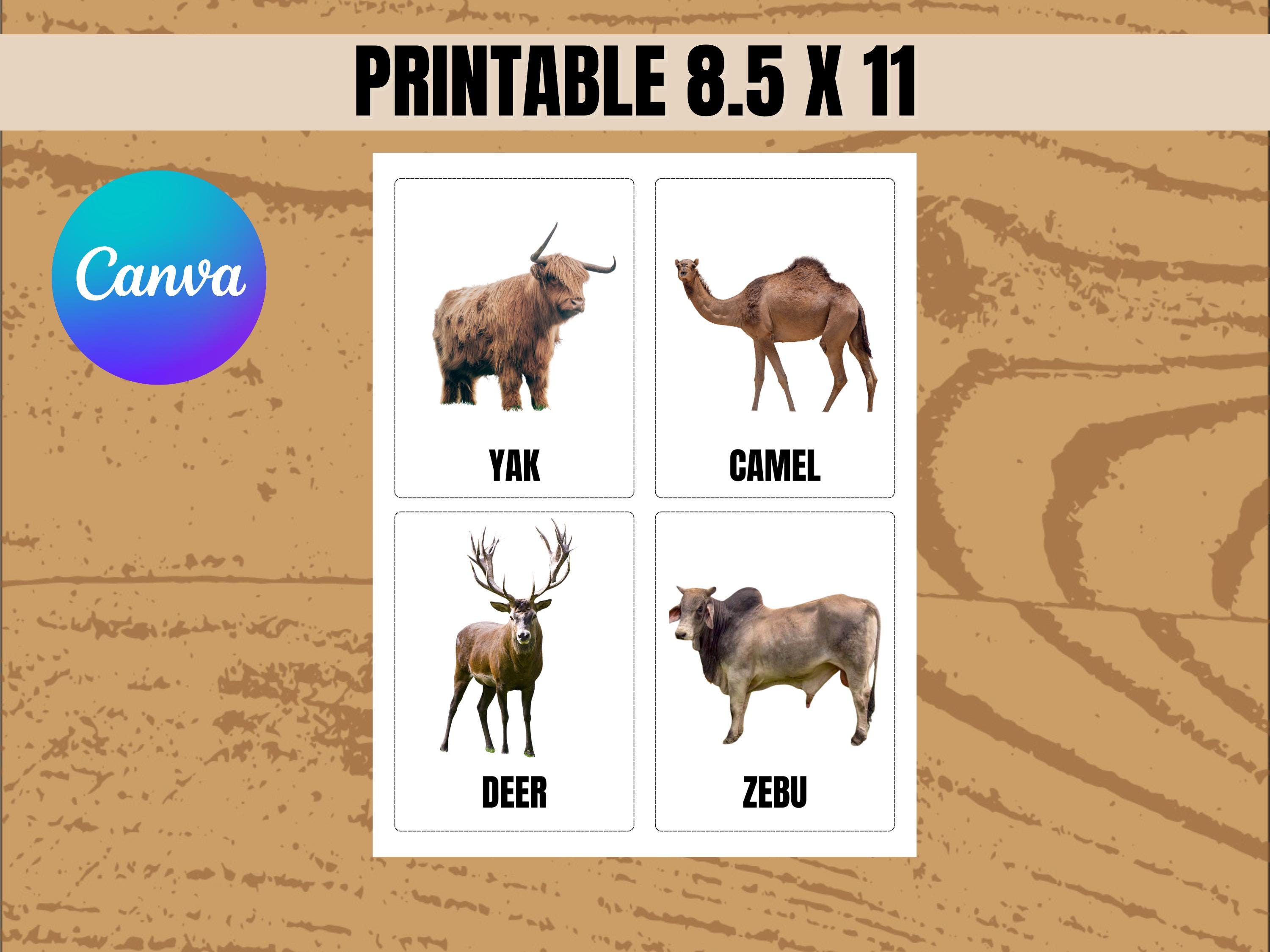 Editable Animal Montessori Cards - Printable Montessori Farm Animal ...