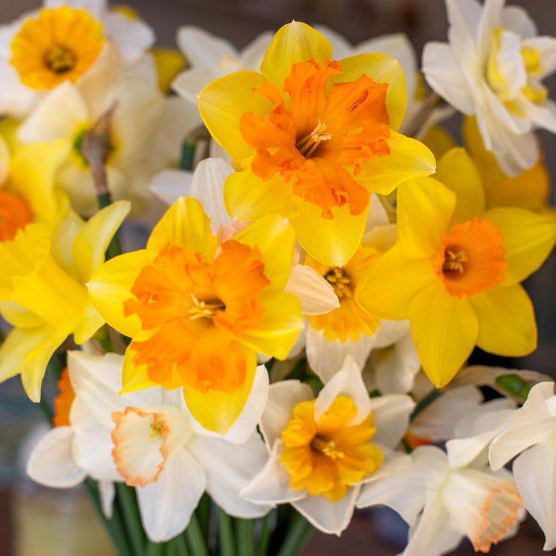 Narcissus Bulbs - Etsy