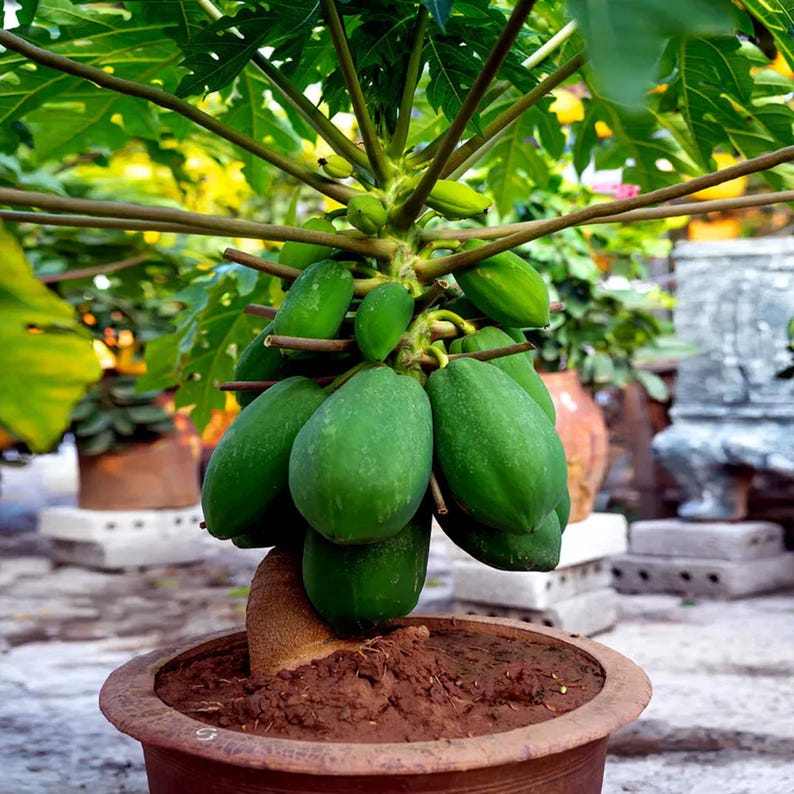 20 Dwarf Solo Waimanalo Papaya Tree Seeds – Fast Fruit-bearing ...