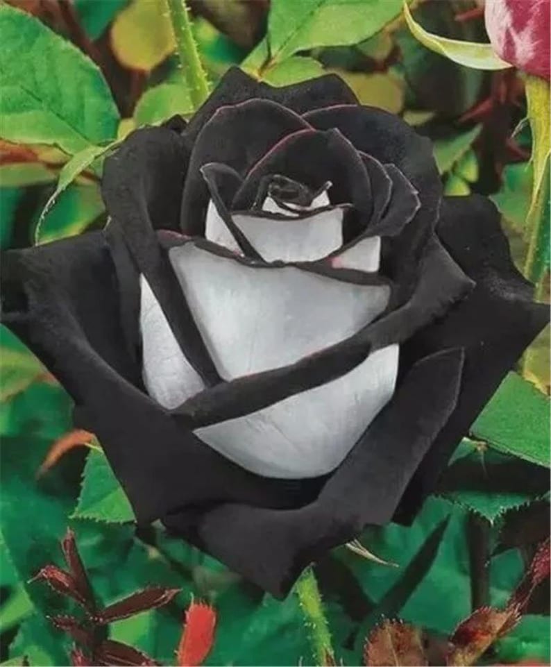 20 Rare Black Rose Seeds - Exotic Hybrid Tea Rose Bush | Dark Red to ...