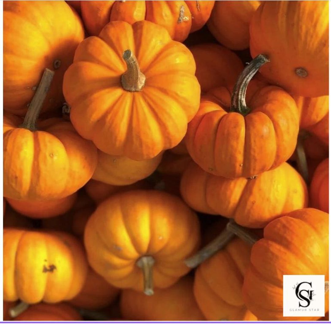 Jack Be Little Pumpkin Seeds NON-GMO Heirloom Pumpkin | Mini Orange ...