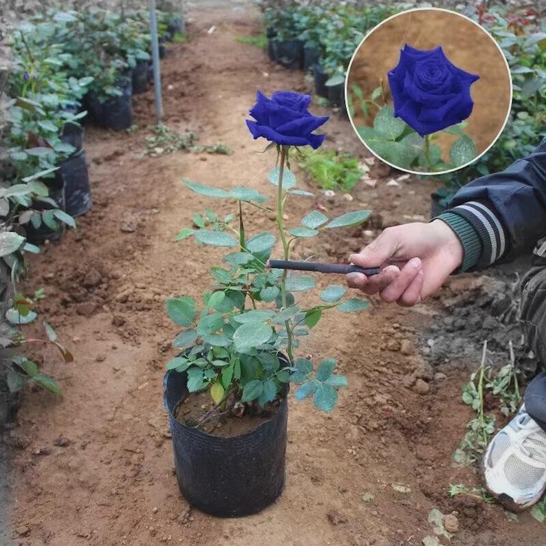 20 Navy Blue Rare Rose Seeds - Hybrid Tea Rose Bush | Exotic Garden ...