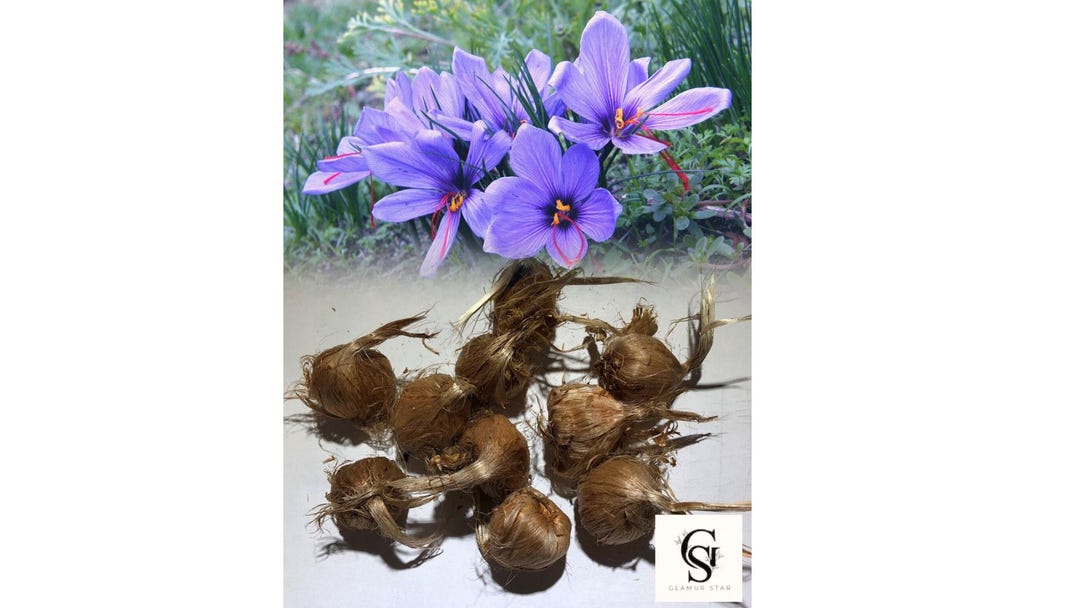 Saffron Crocus Bulbs (10 Pack) -organic Crocus Sativus for Planting ...