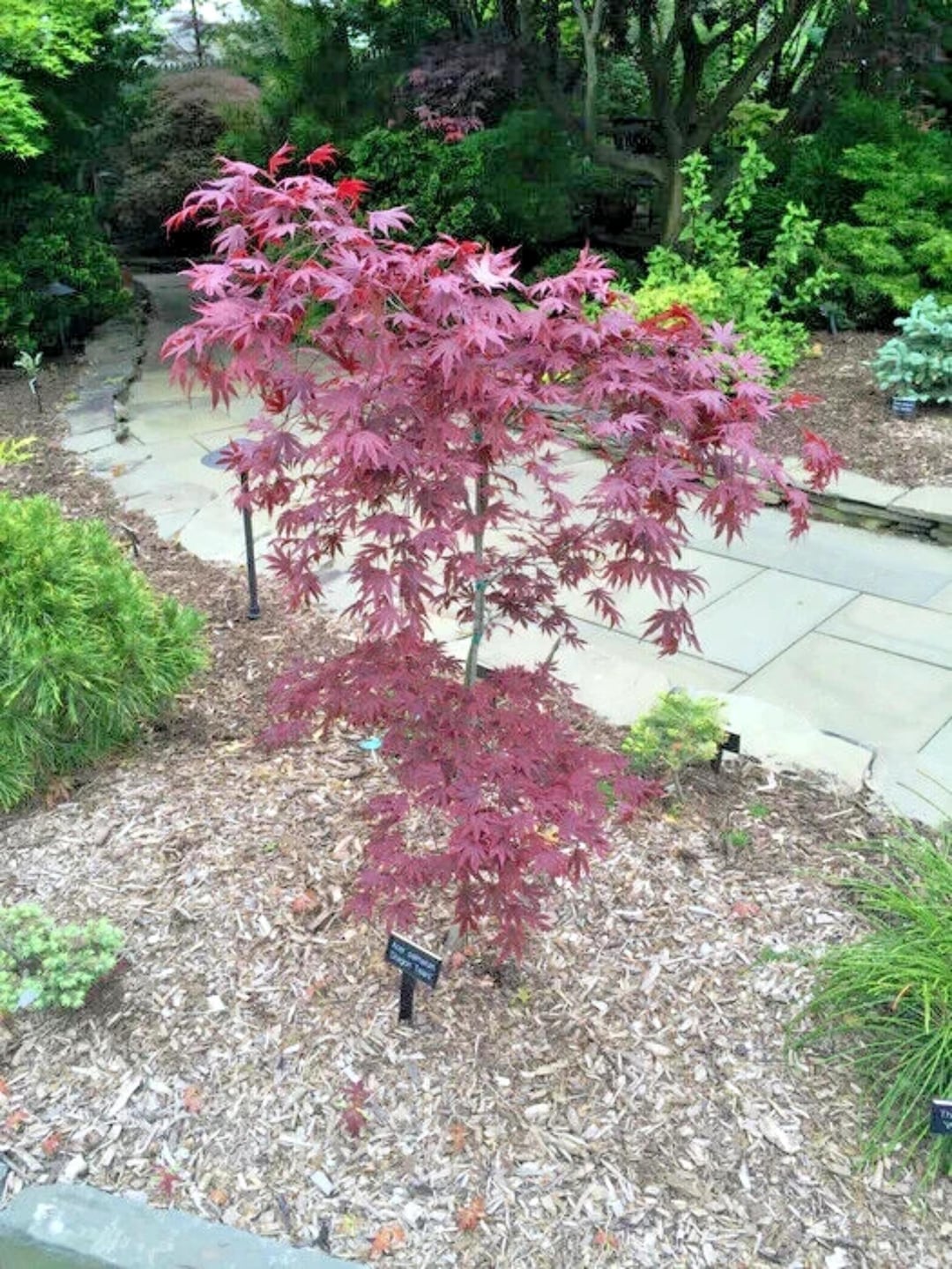 Dragon Tears Japanese Maple Seeds (~20) – Rare Weeping Acer Palmatum - Etsy