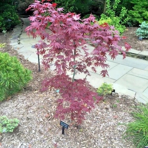 Dragon Tears Japanese Maple Seeds (~20) – Rare Weeping Acer Palmatum - Etsy