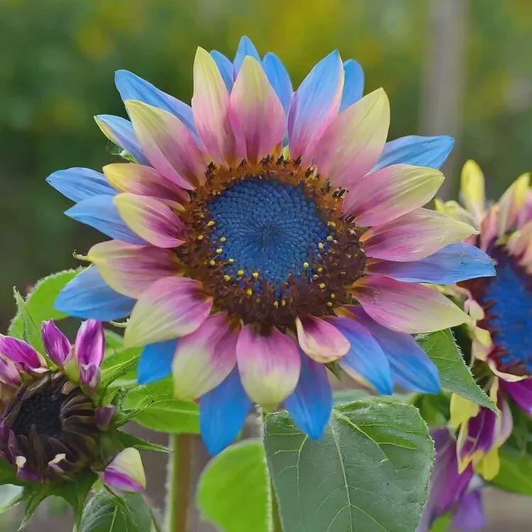 50pcs Rare Twin-blossom Blue Over Pink Sunflower Seeds | Unique ...