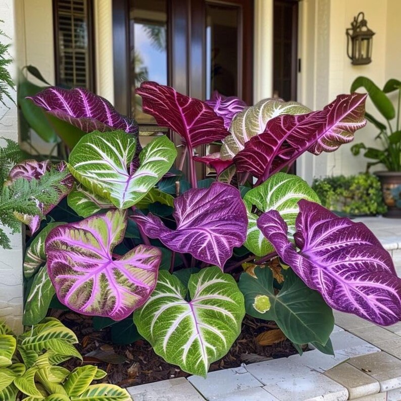 100 Caladium Bicolor Seeds – Blue & Purple Tropical Foliage - Etsy