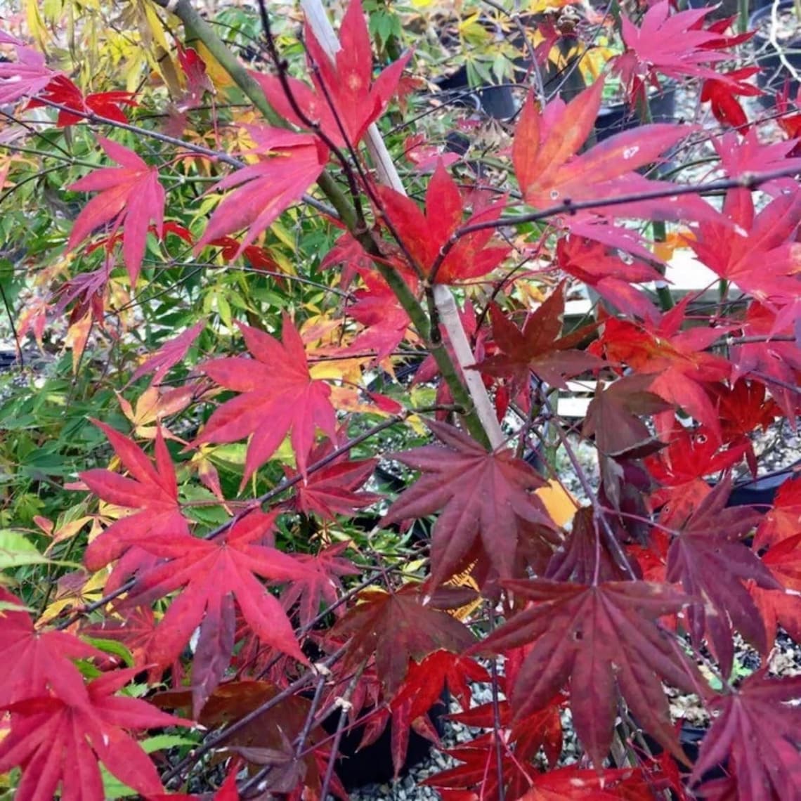 Dragon Tears Japanese Maple Seeds (~20) – Rare Weeping Acer Palmatum - Etsy