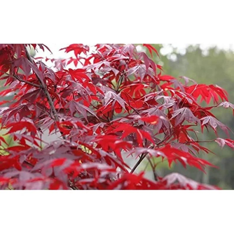 Dragon Tears Japanese Maple Seeds (~20) – Rare Weeping Maple Tree With ...