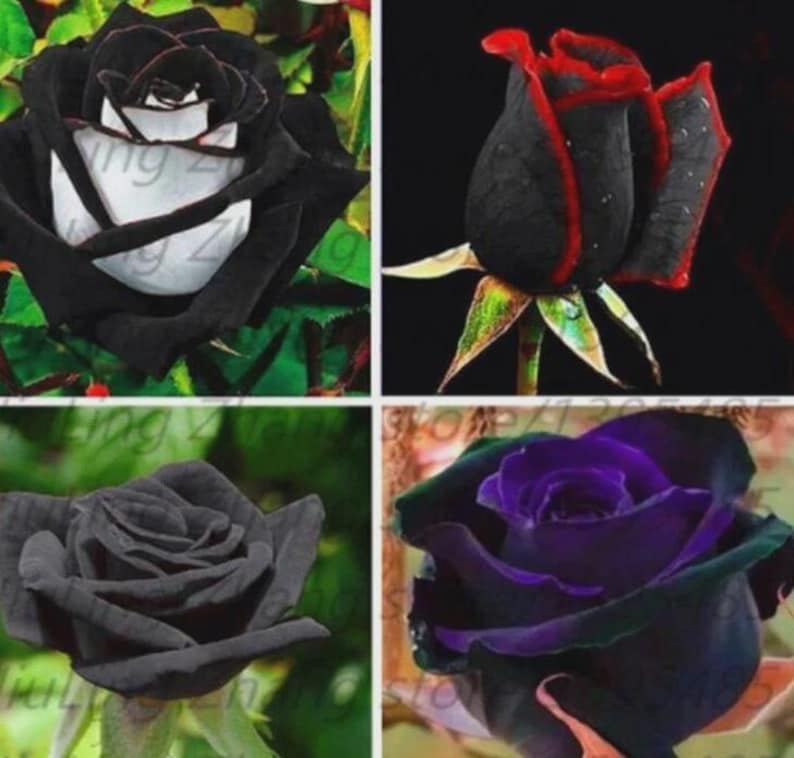 20 Rare Black Rose Seeds - Exotic Hybrid Tea Rose Bush | Dark Red to ...