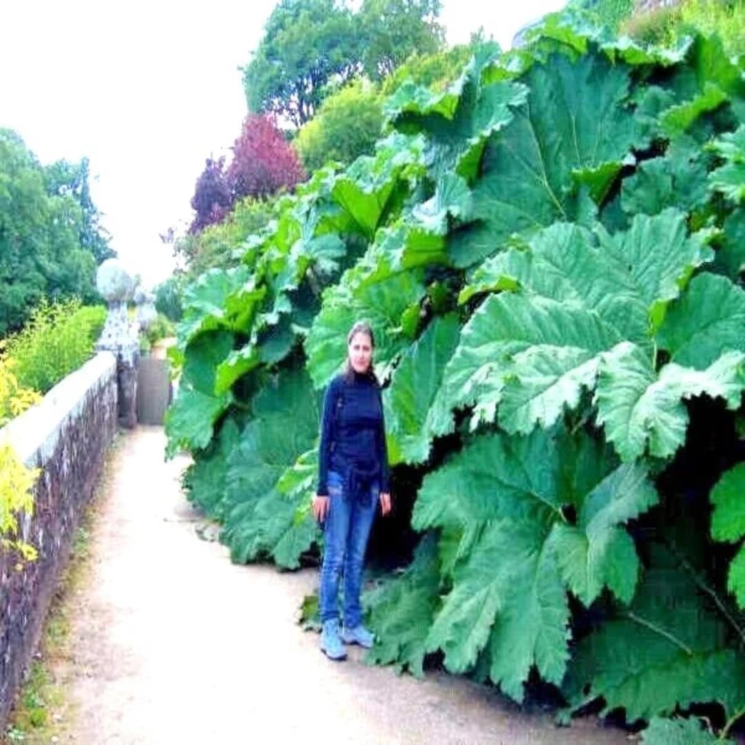 25 Gunnera Manicata Seeds – Dinosaur Food Plant – Giant Rhubarb – Rare ...