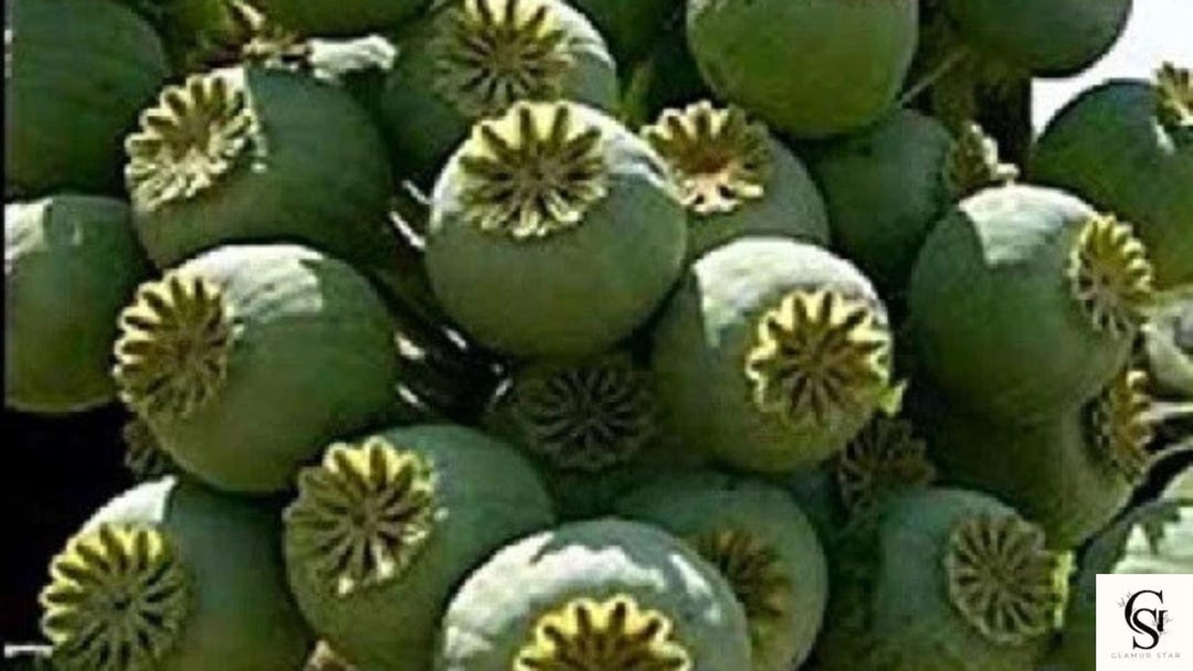 5000 Giganteum Giant Rattle Poppy Seeds | Huge Pods & Lavender-pink ...