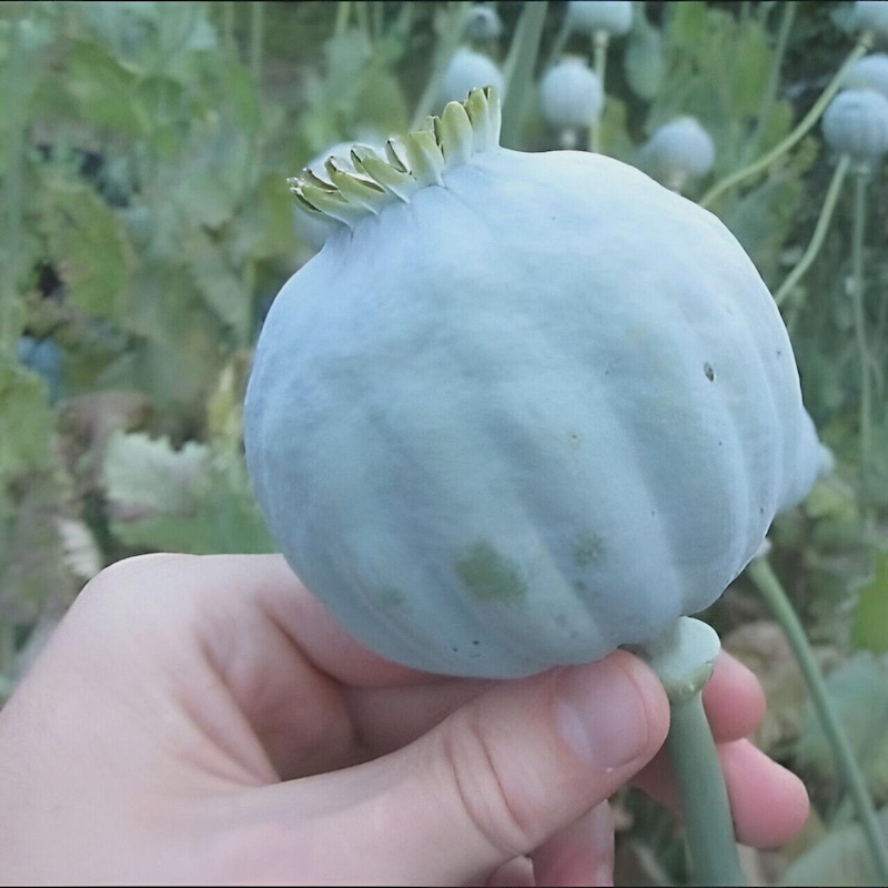 Giant Poppy Florals - Etsy