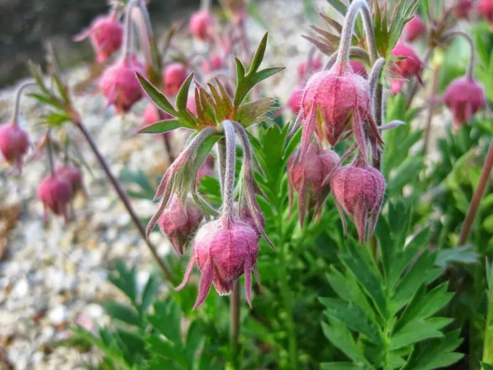 Geum Triflorum Seeds – Prairie Smoke Wildflower, Native Perennial - Etsy
