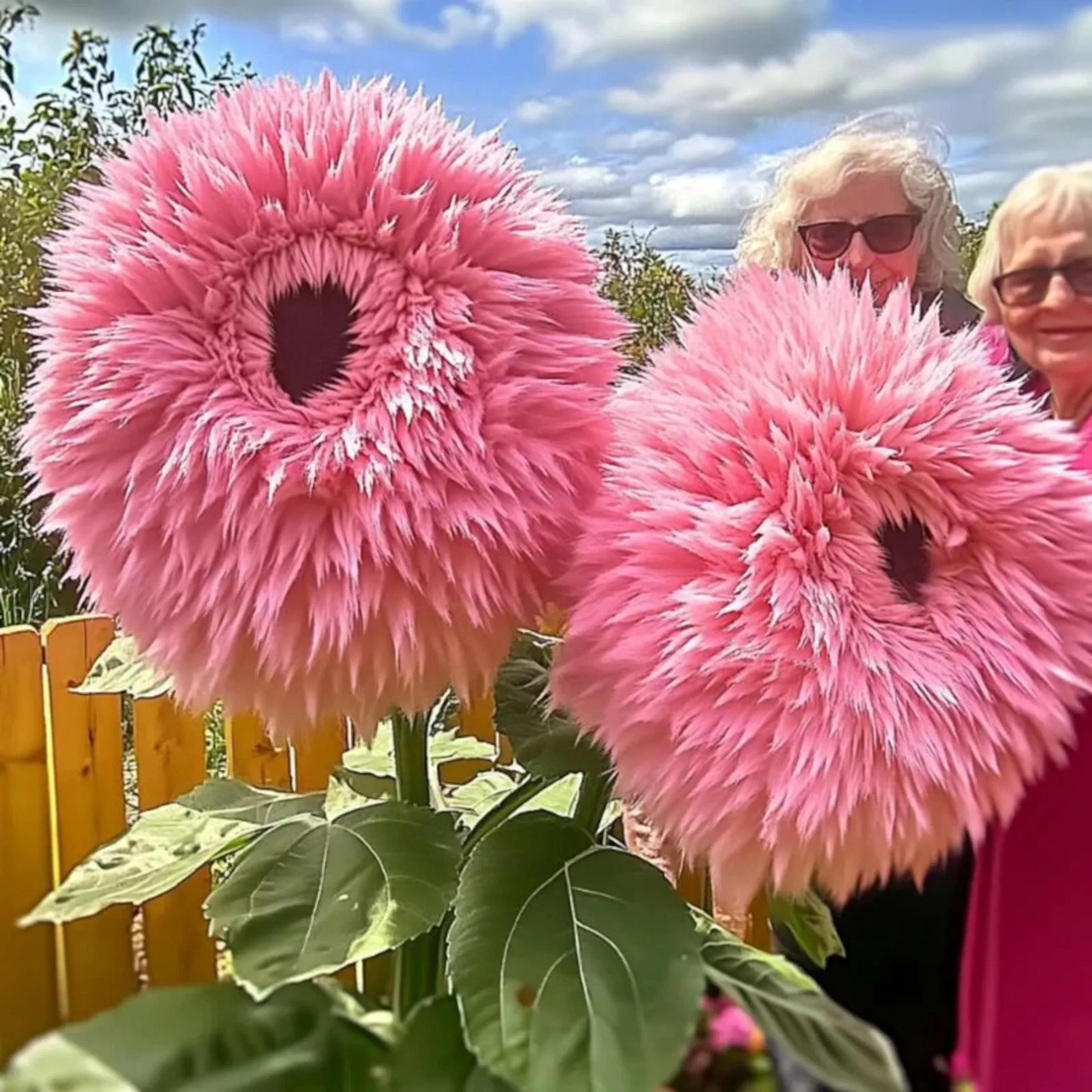 Pink Teddy Bear Sunflower Seeds – 50 Heirloom Seeds - Etsy
