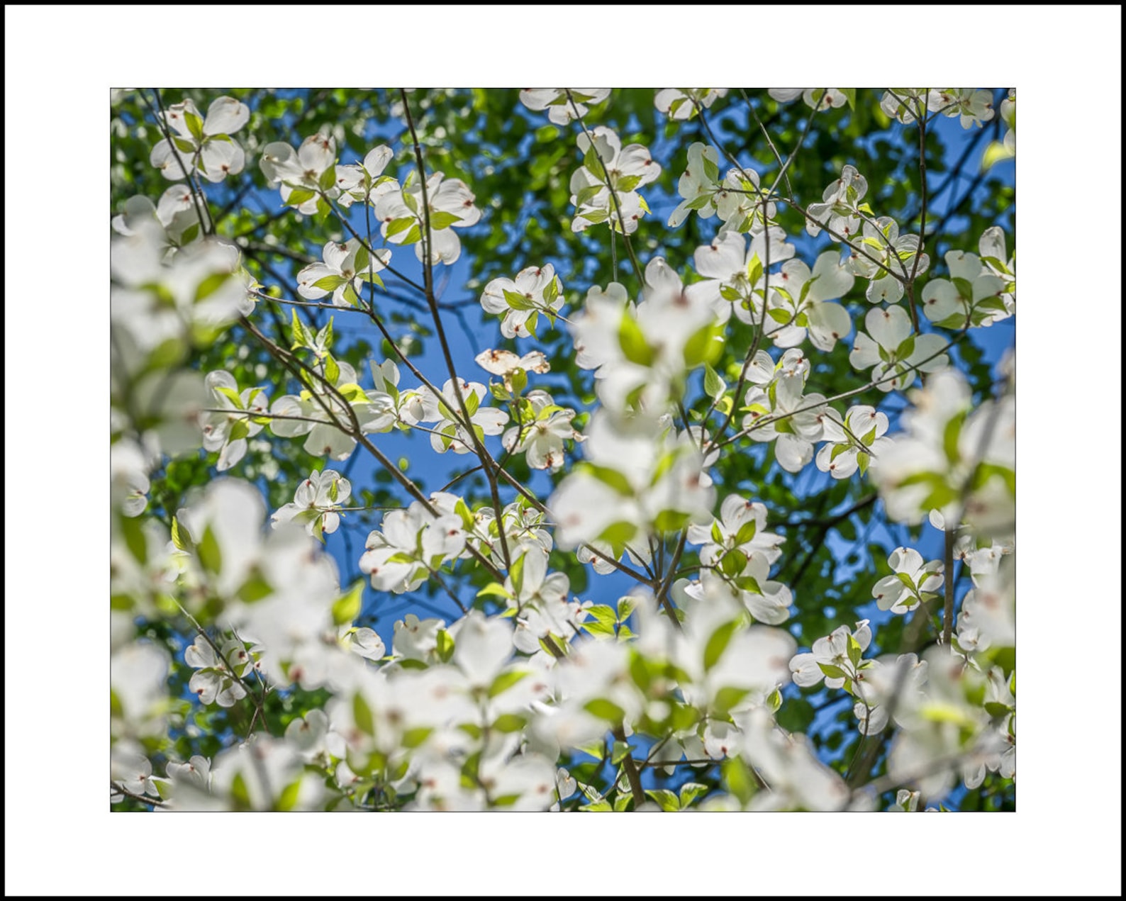 Nature photography fine art tree art print tree photography | Etsy