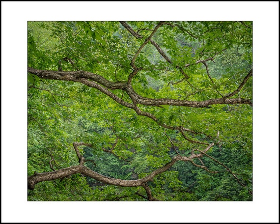 Tree Wall Art Print Tree Photography Nature Photograph Modern | Etsy