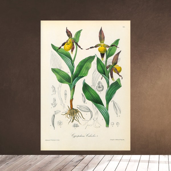 Botanical Book Plate - Etsy