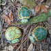 Turtle Painted Rocks - Etsy