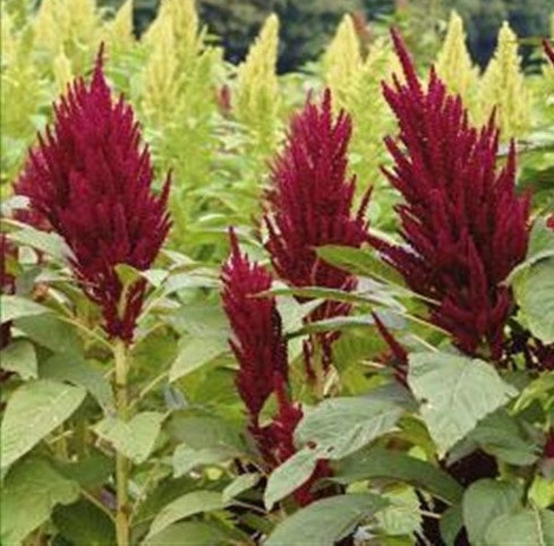 Foxtail Amaranth Amaranthus Vegtable Seeds - Etsy UK