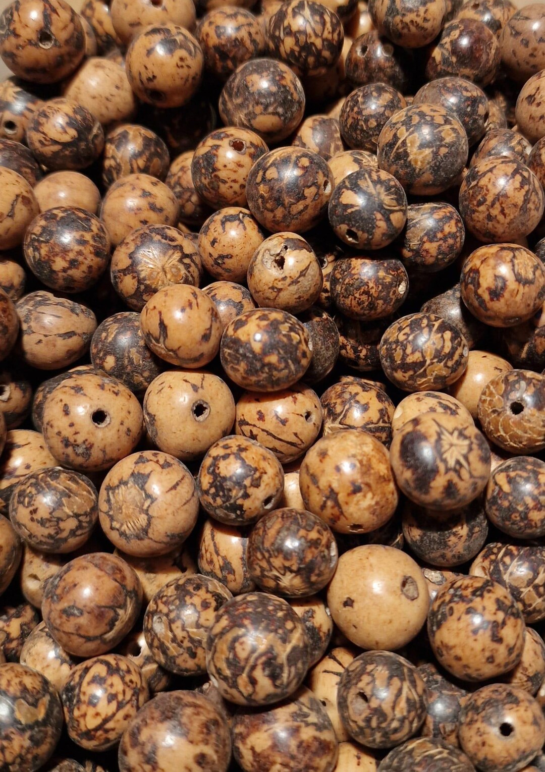 Paxiubão (pambil) Seed - Jewelry and Creative Hobbies - Pack of 10 ...