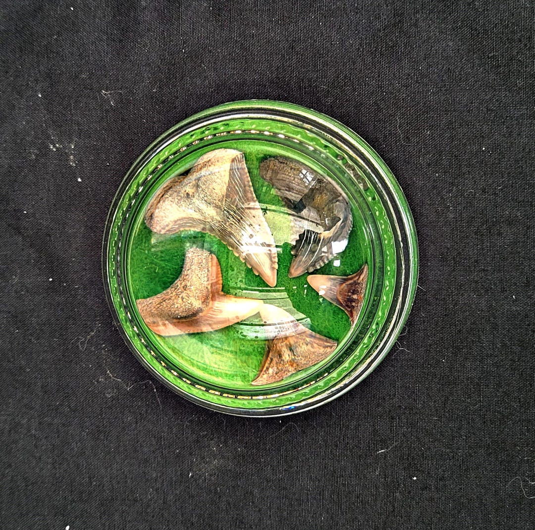 Glass Paperweight With With Shark Teeth Vintage Clear Glass With Shark ...