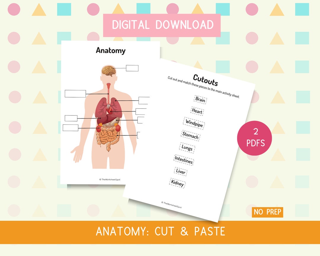 Human Body Anatomy -digital Download Matching Activity Matching Game ...
