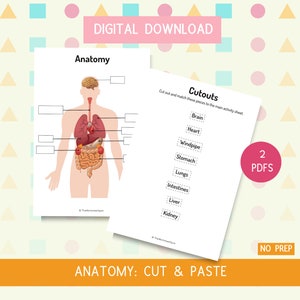 Human Body Anatomy -digital Download Matching Activity Matching Game ...