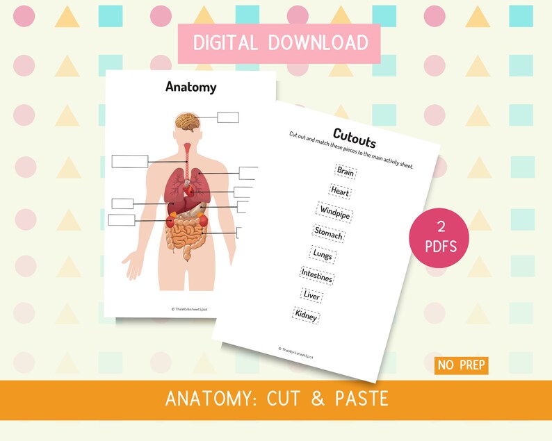 Human Body Anatomy -digital Download Matching Activity Matching Game ...