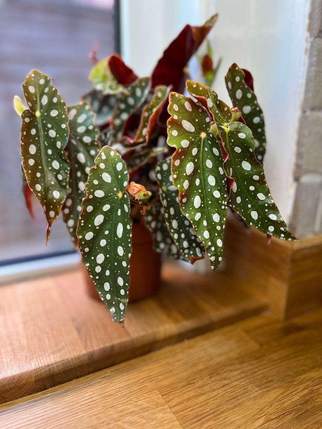 Begonia Foliage Pseudo Lubbersii Silver Spot / Begonia / - Etsy UK