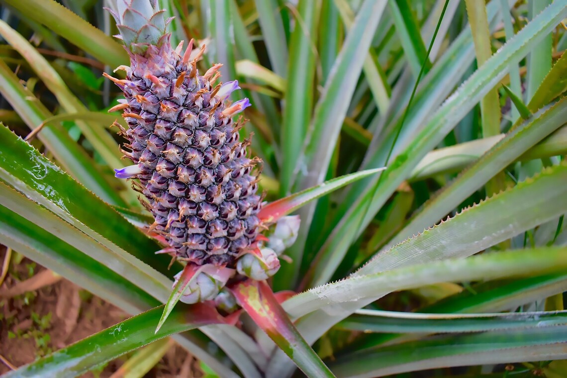Pineapple Plant Tropical Scene, Ghana - Fruit Digital Instant Download ...