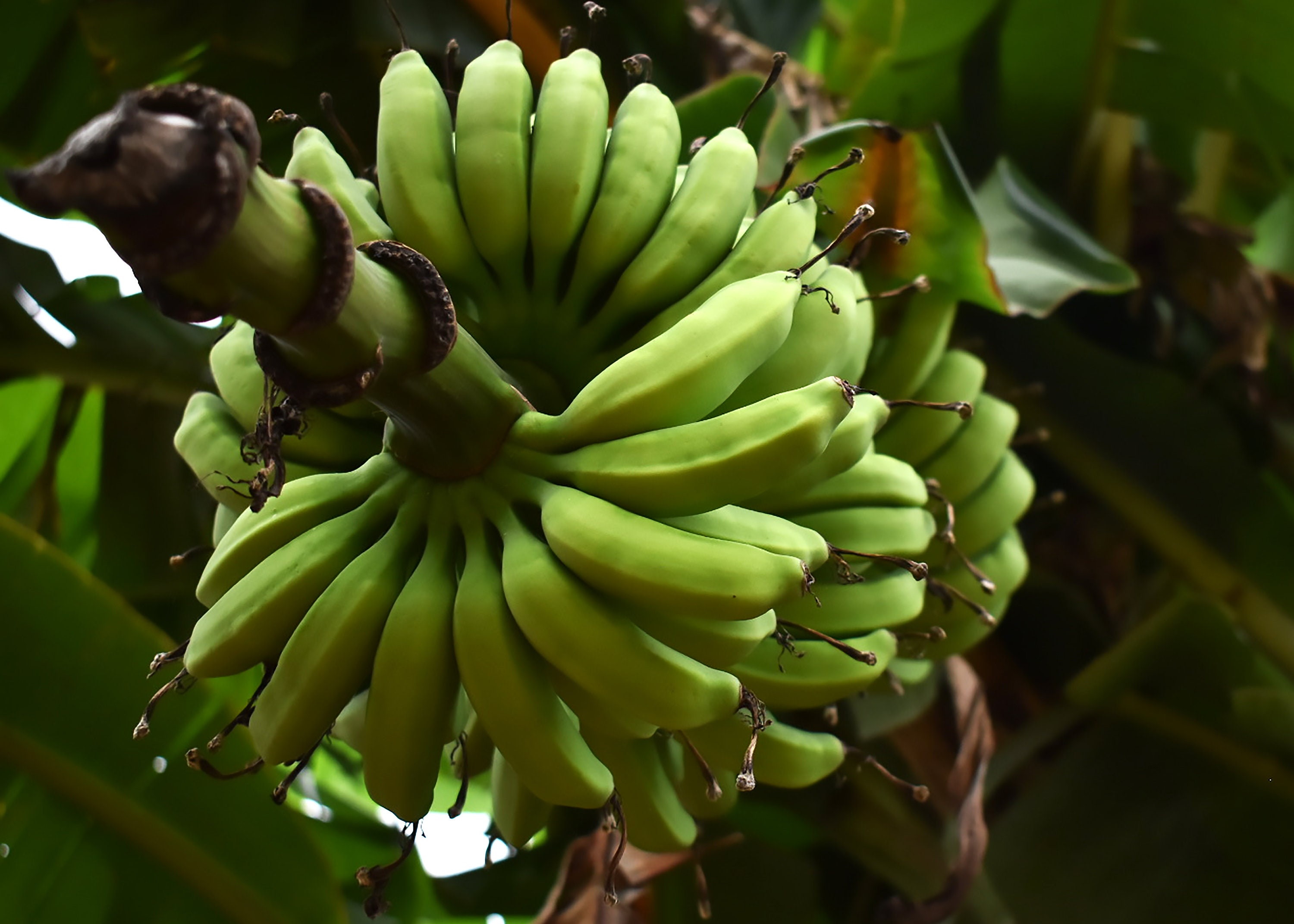 Plantain Tree Tropical Scene, Ghana - Fruit Digital Instant Download ...