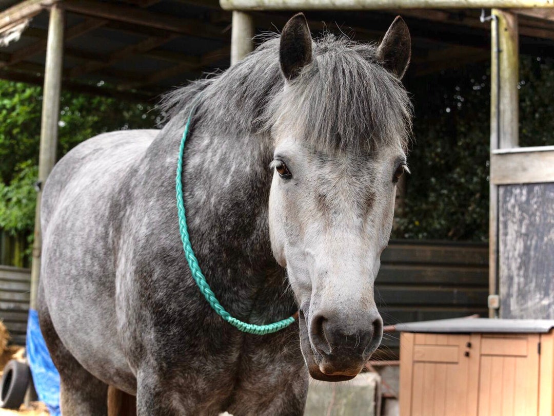 Handmade Horse Neckrope | Tassel-less Cordeo | Equestrian Neck Strap ...