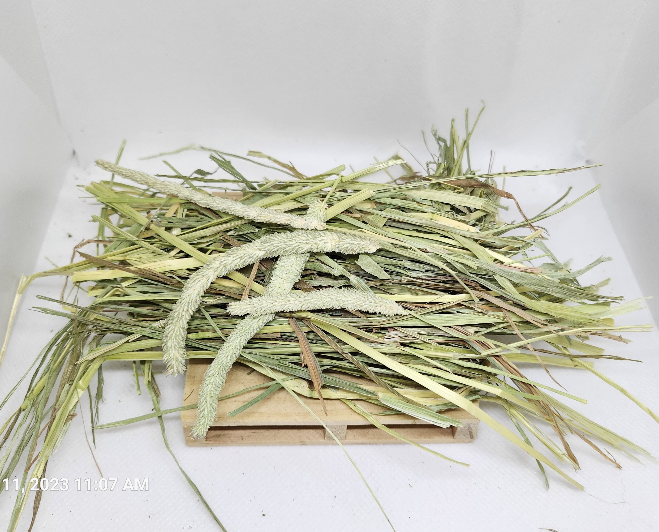 1 Pound 100% Pure Clean Timothy Grass Hay, Second Cutting, for ...