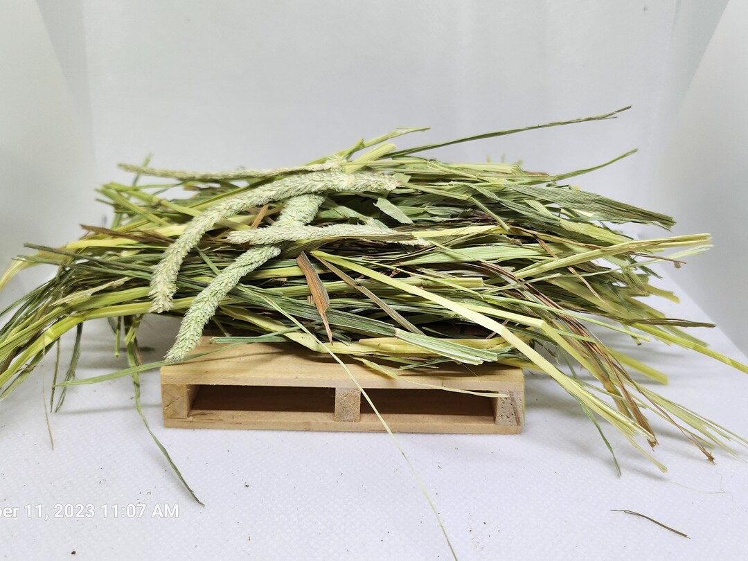 1 Pound 100% Pure Clean Timothy Grass Hay, Second Cutting, for ...
