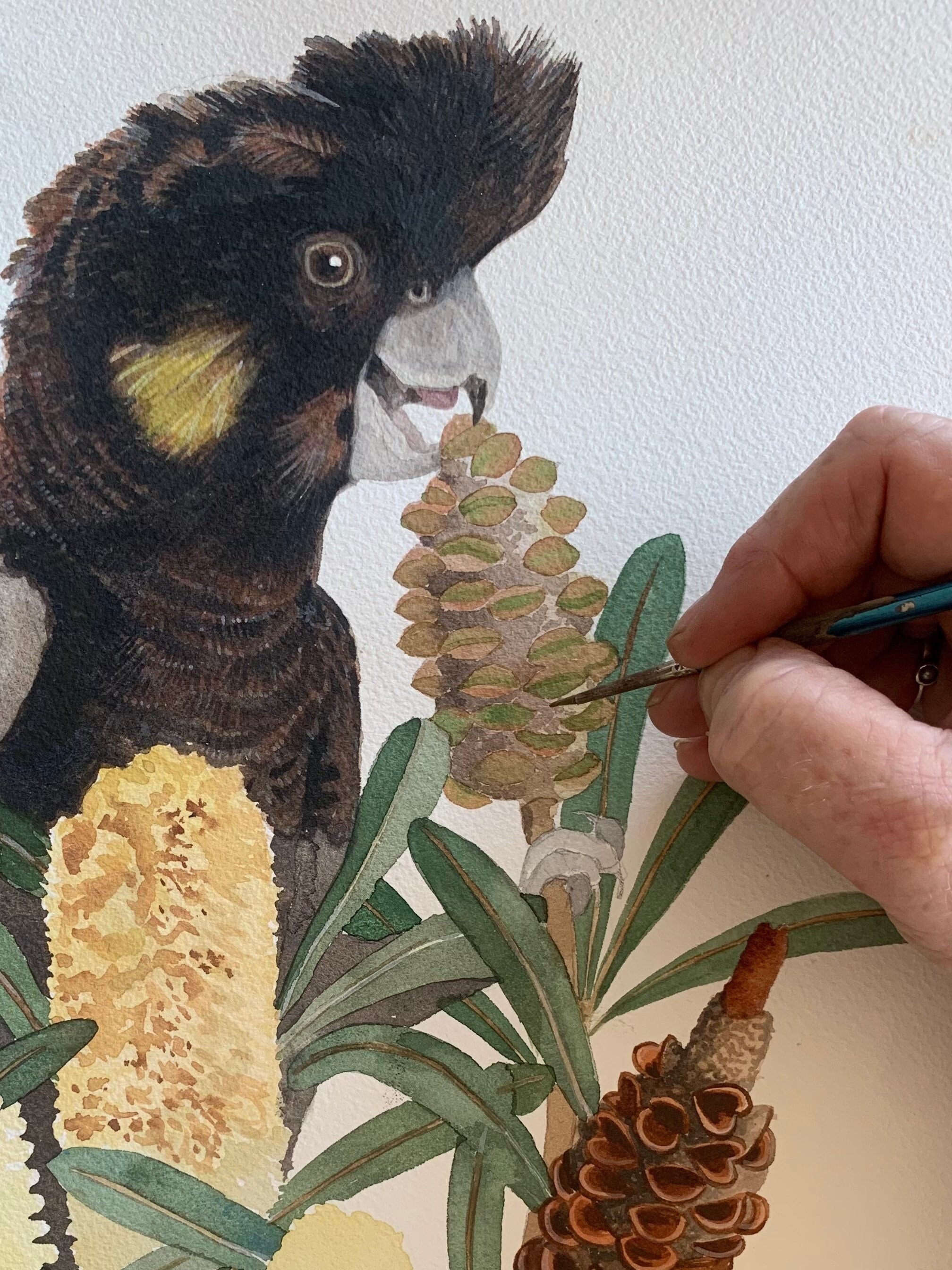 Cockatoo Black Yellow Tailed Single by Debra Meier Art, Australian ...