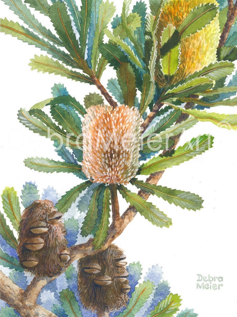 Banksia Old Man Cones Print by Debra Meier Art, Australian Native ...