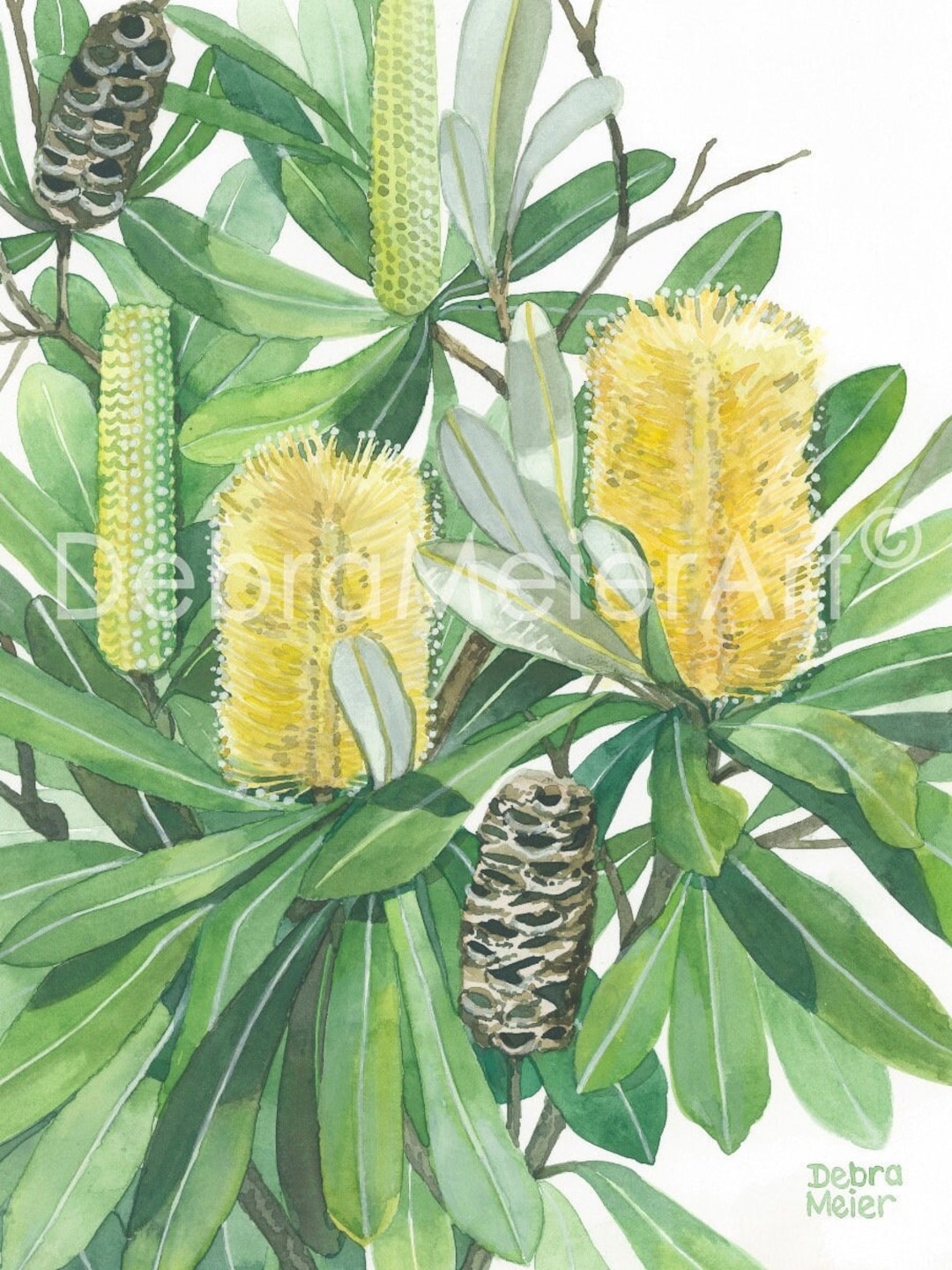 Banksia Coastal Print by Debra Meier Art, Australian Native Flower Art ...
