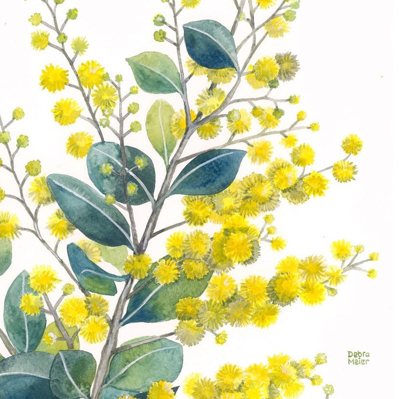 Square Wattle Sprig Art Print Wattle Wall Art Australian | Etsy