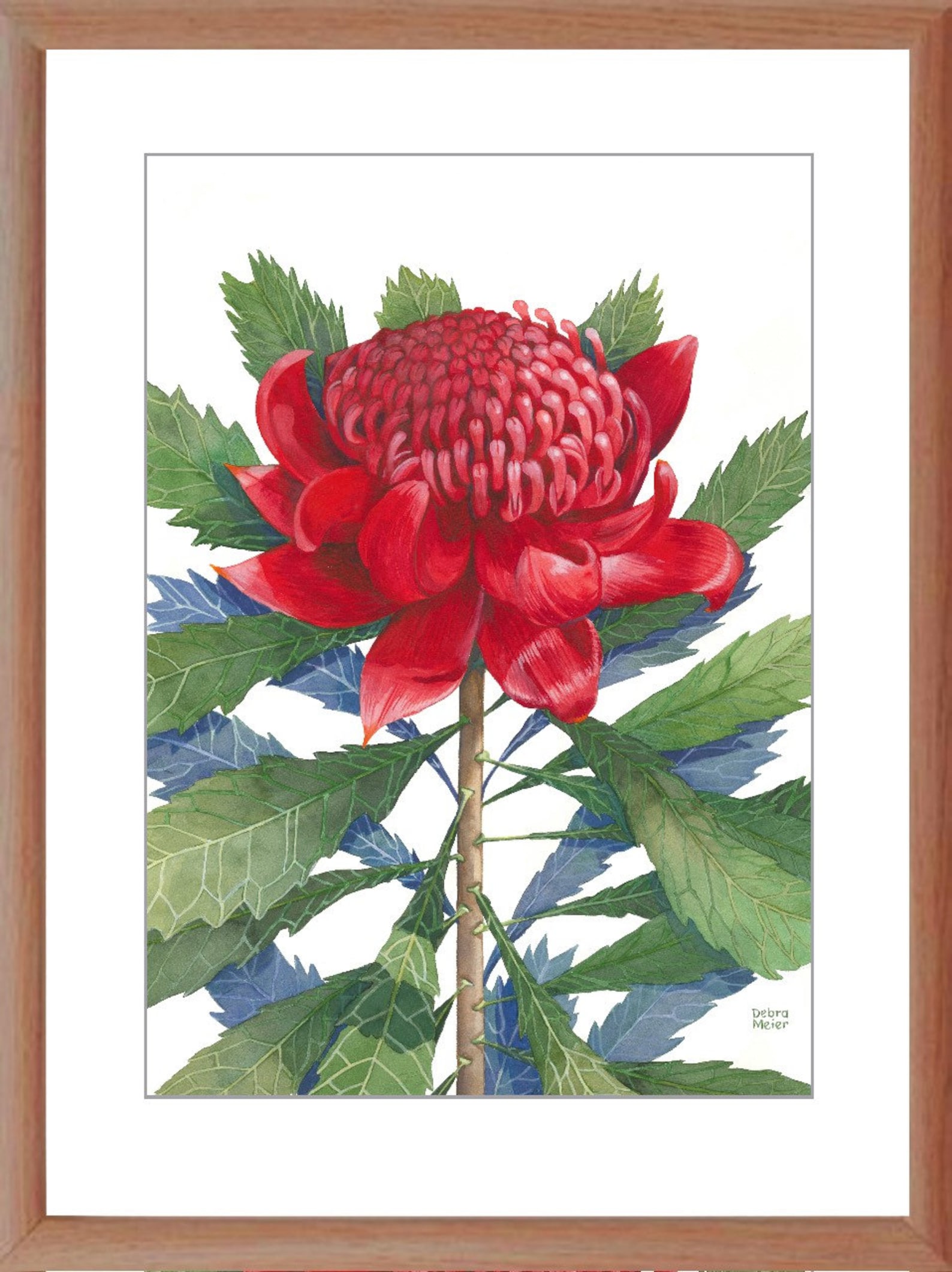 Waratah Red Single Print by Debra Meier Art, Australian Native Art ...