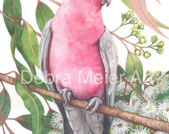 Lorikeet Rainbow Pair by Debra Meier Art, Native Bird Print, Australian ...