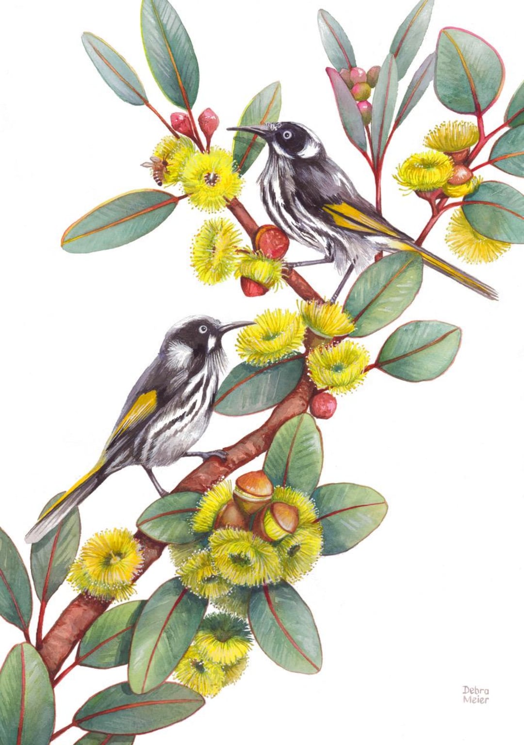 New Holland Honeyeaters by Debra Meier Art, Australian Native Bird ...