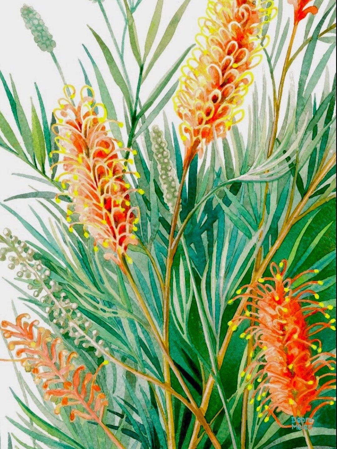 Orange Grevillea Print by Debra Meier Art, Australian Native Flower Art ...