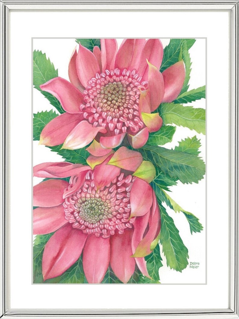 Waratahs Two Pink Print by Debra Meier Art,australian Native Art Print ...