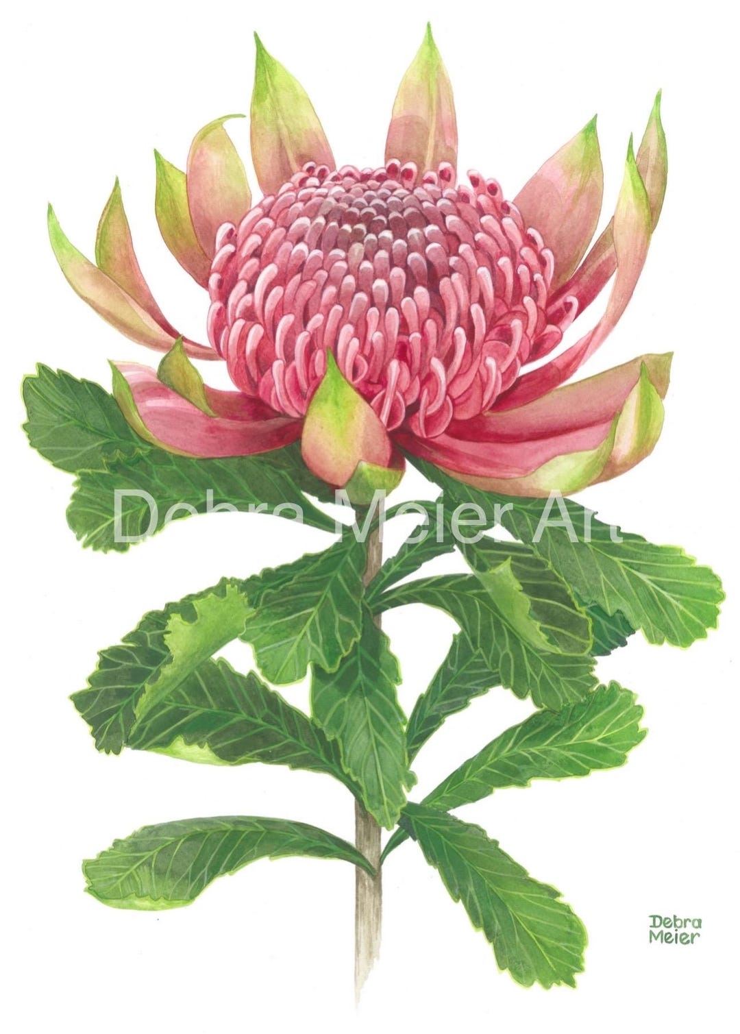 Waratah Pink Single Print by Debra Meier Art, Australian Native Art ...