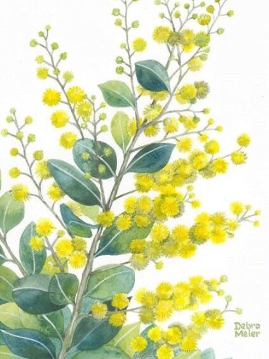 Wattle Sprig by Debra Meier Art, Wattle Wall Art, Australian Native Art ...