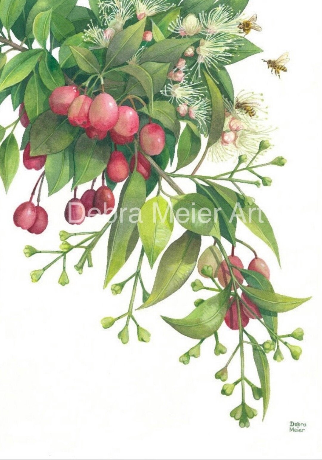 Lilli Pilli Art Print by Debra Meier Art, Australian Native Print ...