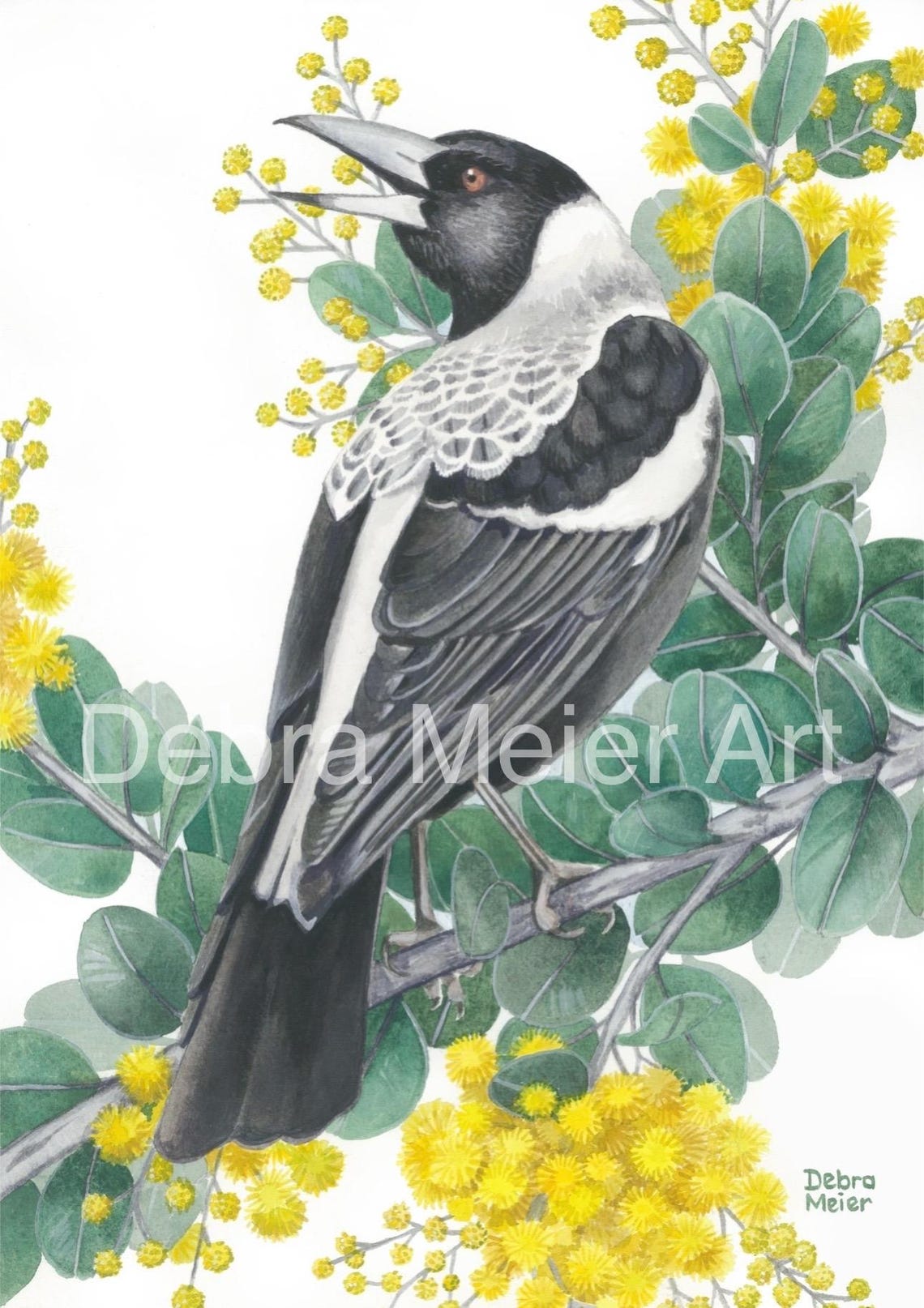 Magpie on Wattle by Debra Meier Art, Native Bird Print, Australian Bird ...